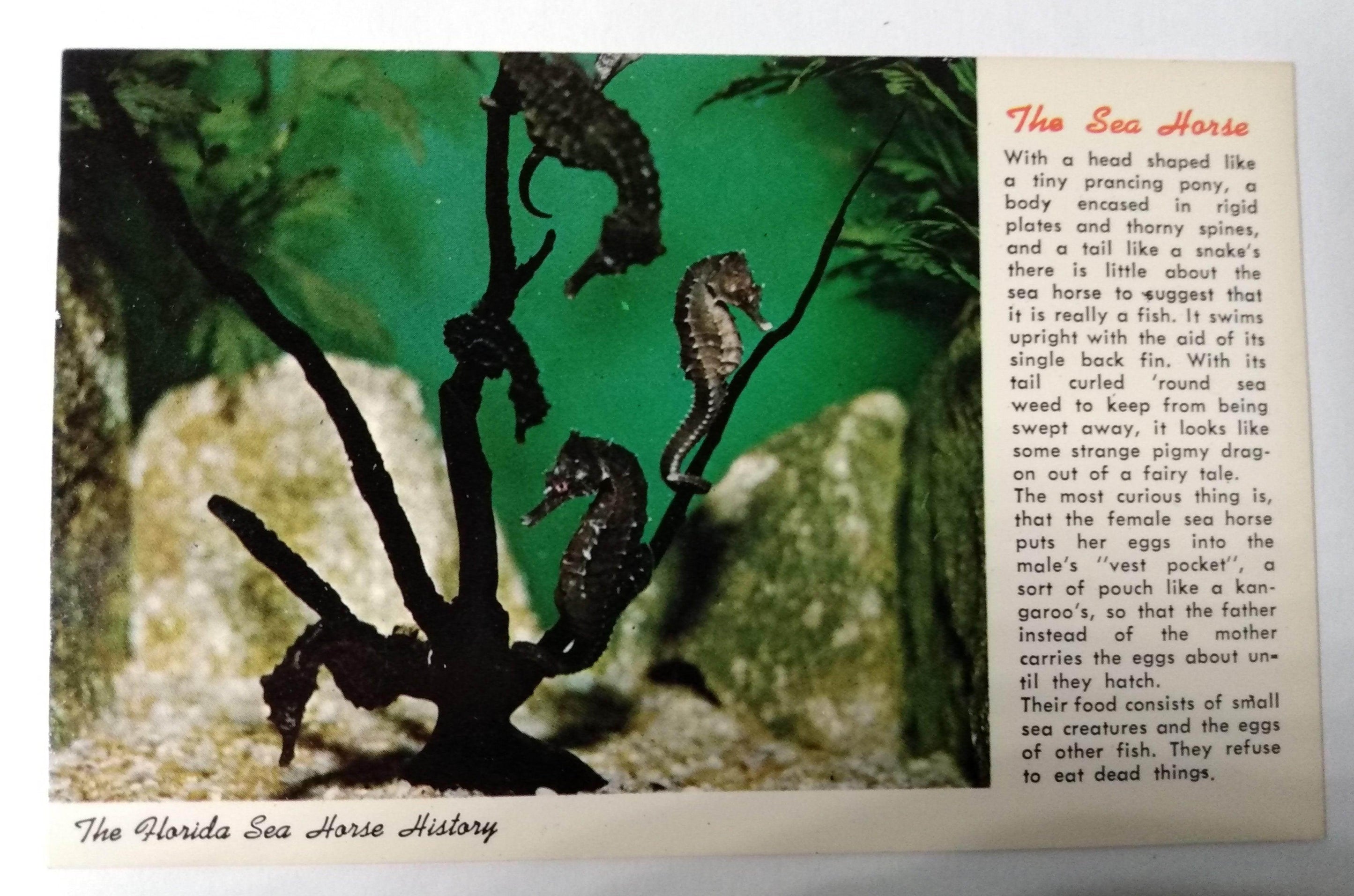 Florida Sea Horse History Marine Studios Marineland Postcard 1950's ...
